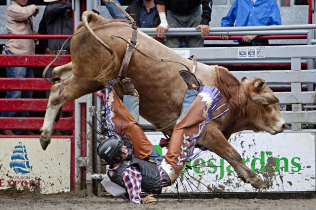 WATCH Montreals urban rodeo kicks off — and so do the protests