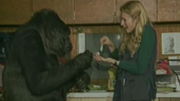 WATCH Koko, the gorilla who knew sign language, dies at 46